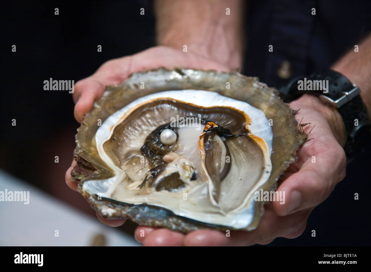 Demonstration of a pearl shell opening and grading Western Australia ...