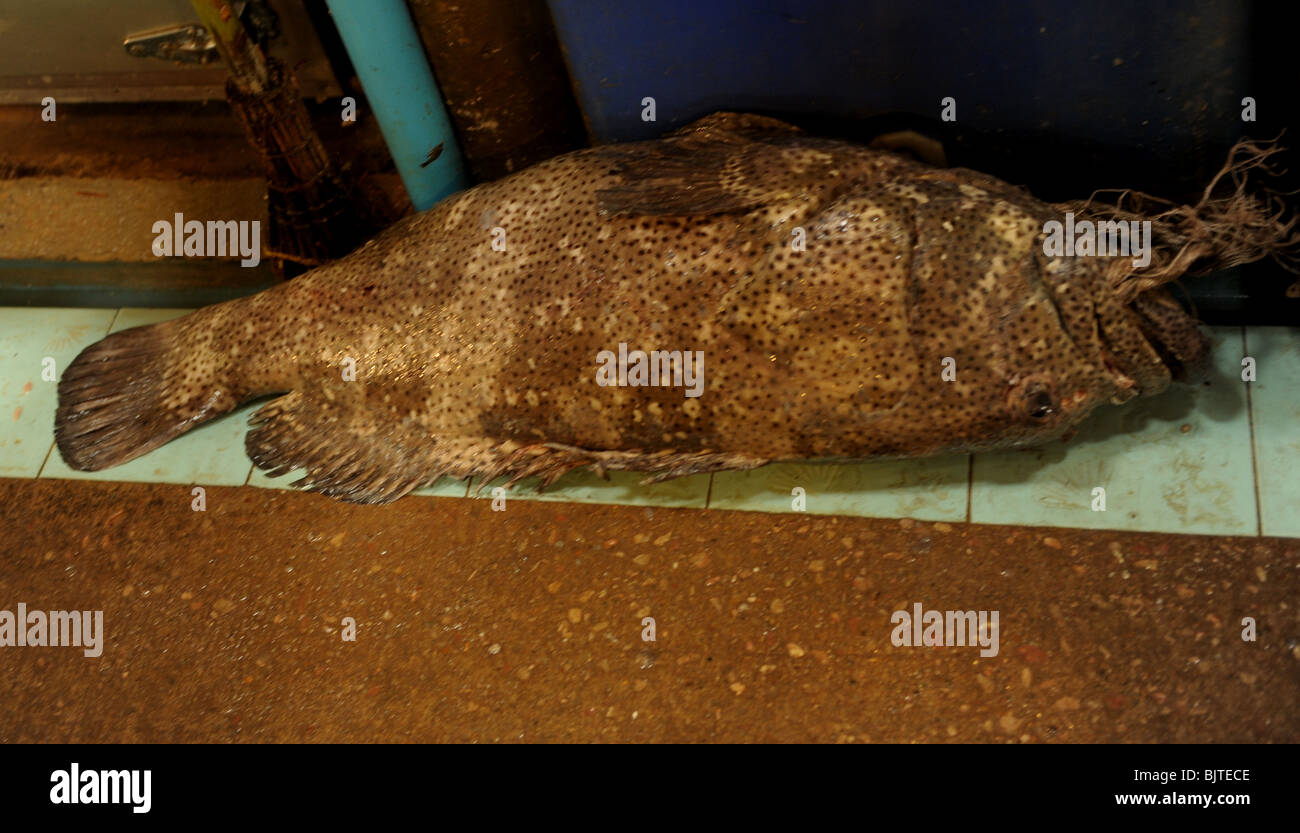 Buri fish hi-res stock photography and images - Alamy