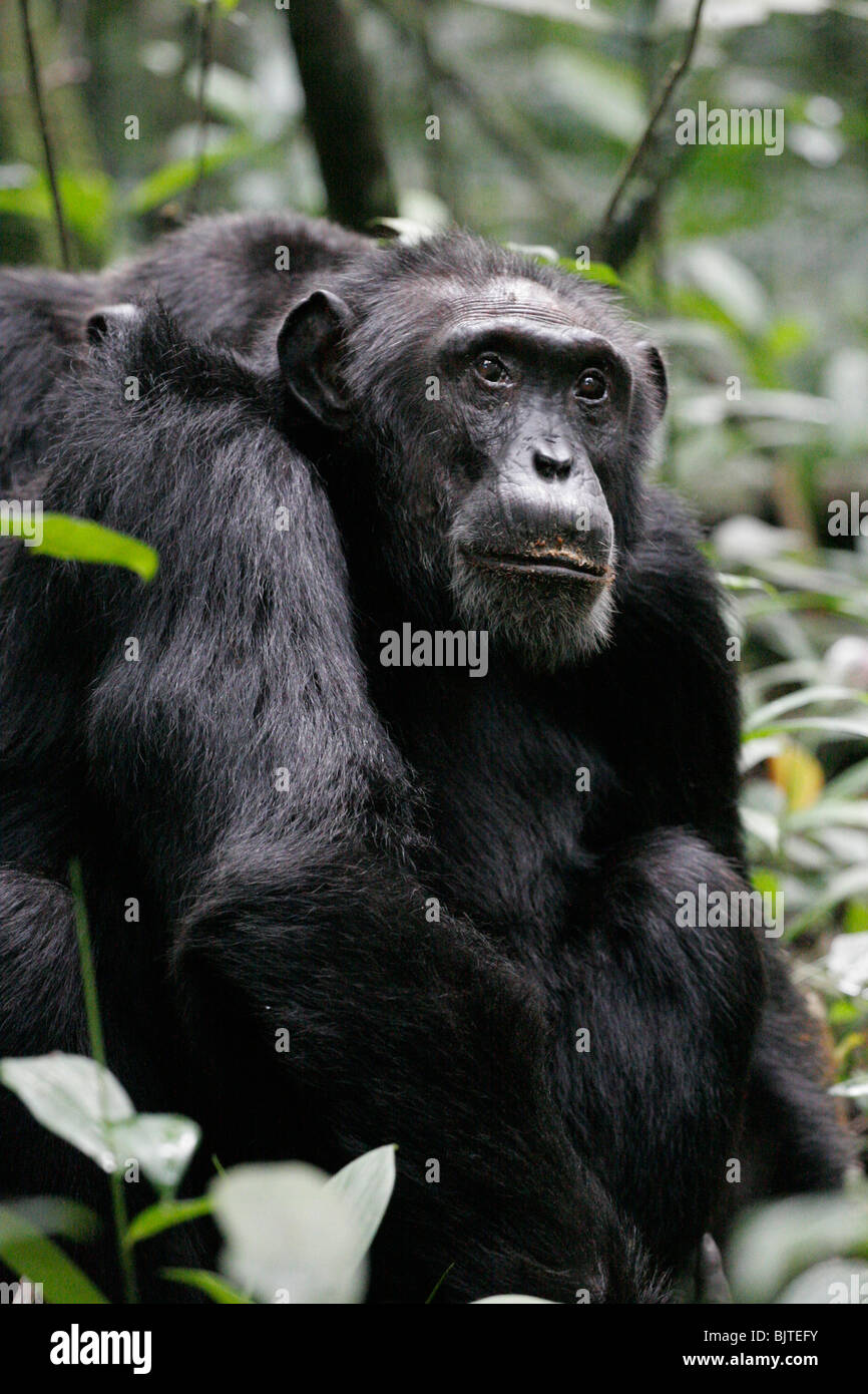 Old chimpanzee hi-res stock photography and images - Alamy