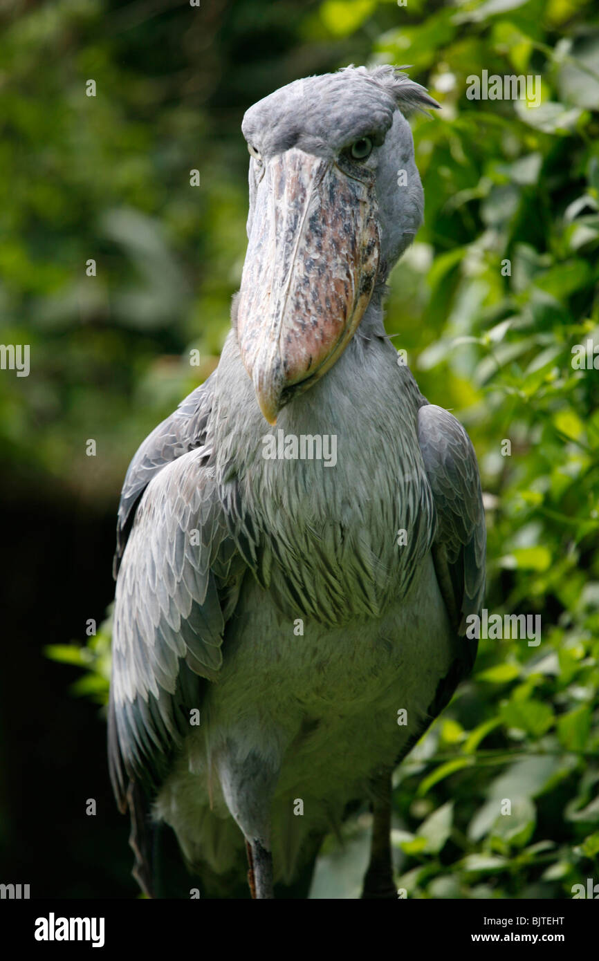 Shoebill Stock. Uganda. Africa Stock Photo - Alamy