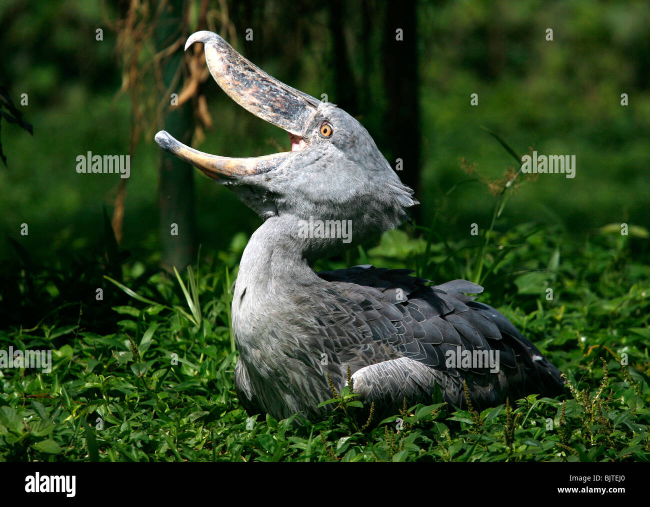 Shoebill Stock. Uganda. Africa Stock Photo - Alamy