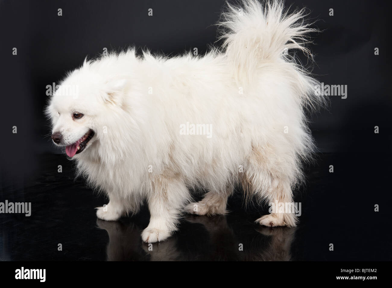 Samoyed front view hi-res stock photography and images - Alamy