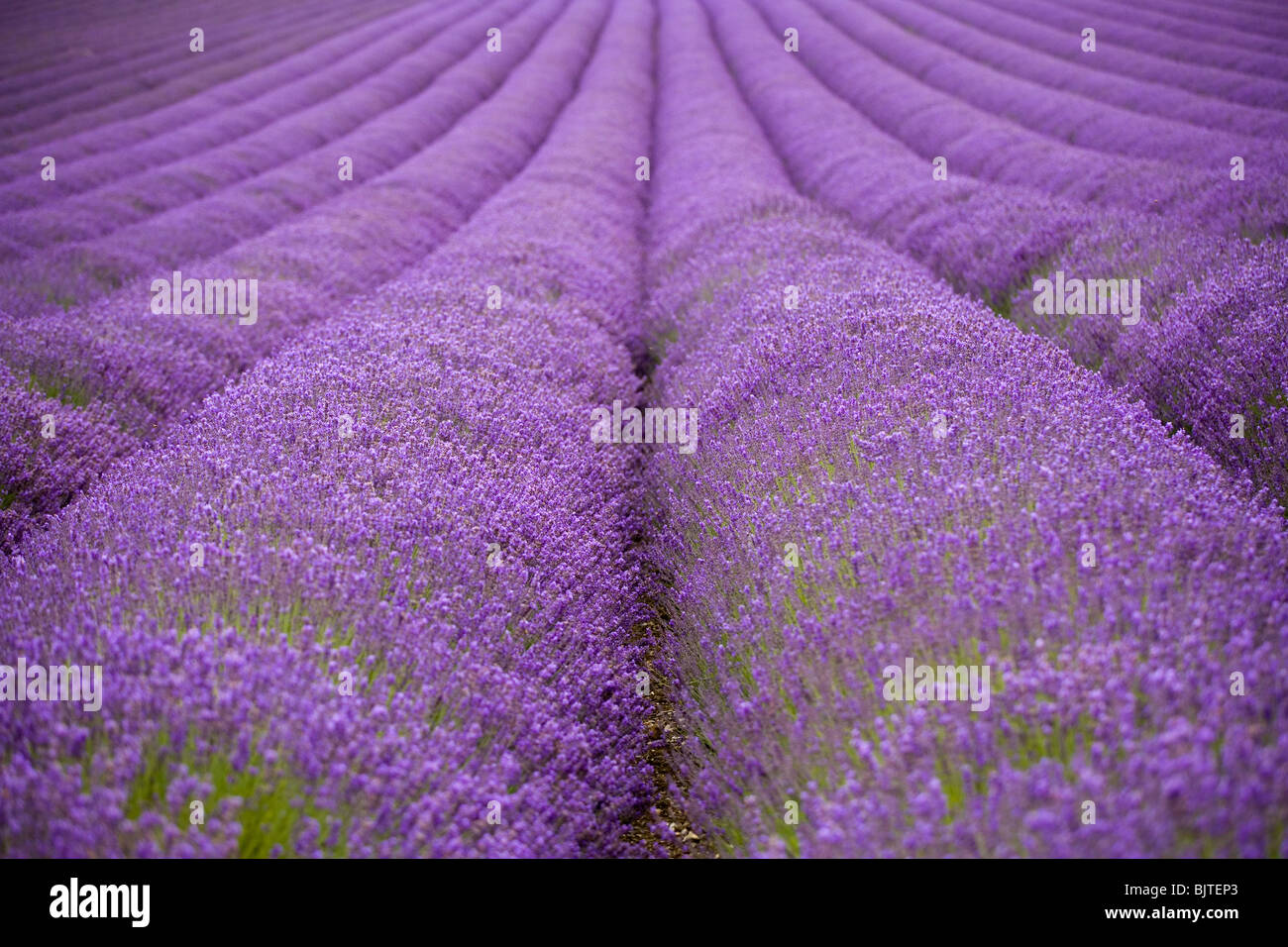 Lavender, Castle Farm, Shoreham, Kent Stock Photo - Alamy