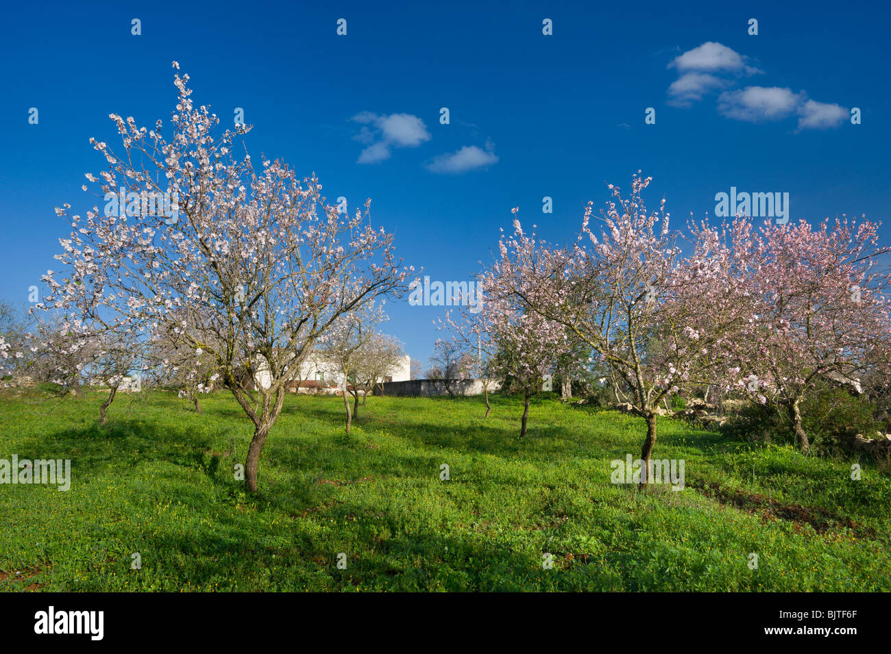 Almond orchard hi-res stock photography and images - Alamy