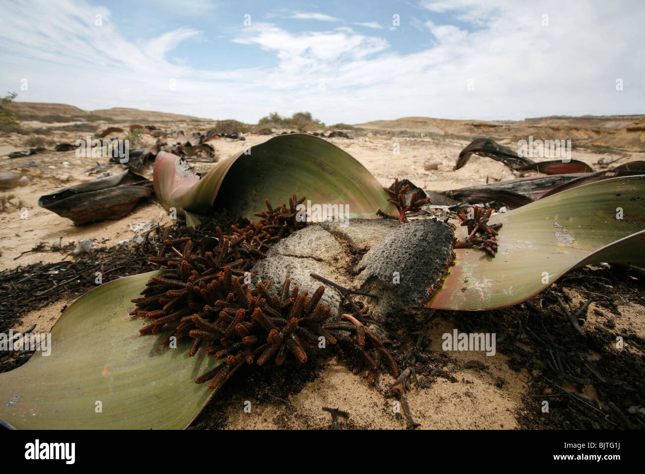 The unique Welwitschia Mirabilis to the Namibe desert can live for ...