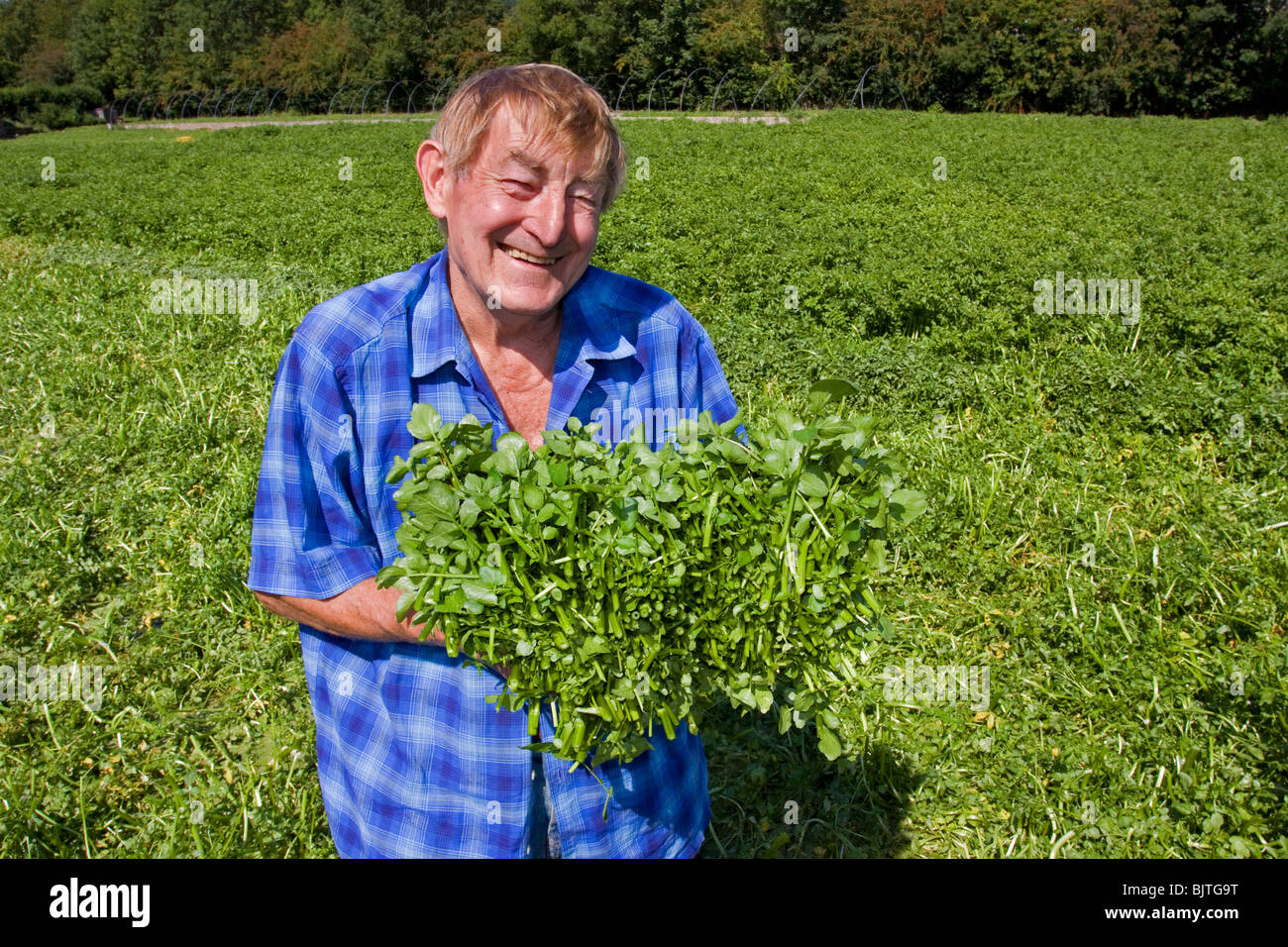 Traditional watercress farmer Chess Valley Chilterns Hertfordshire ...