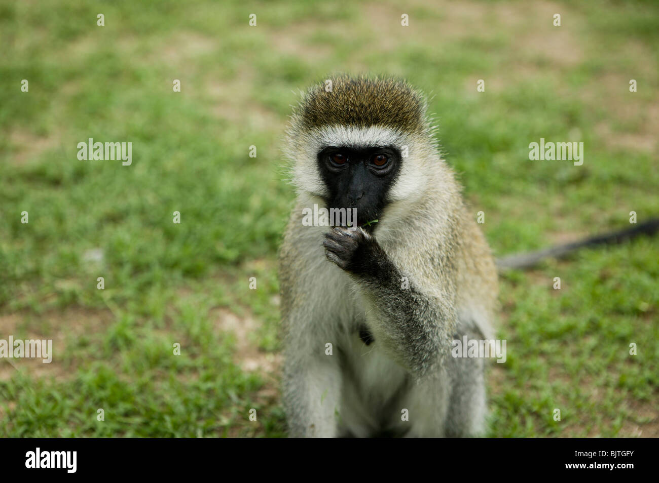 Vervet monkey eating, Africa Stock Photo - Alamy