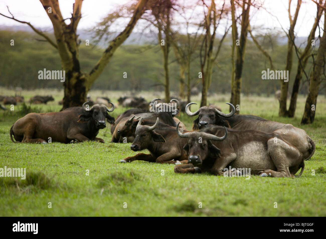 Large group of buffalo hi-res stock photography and images - Alamy
