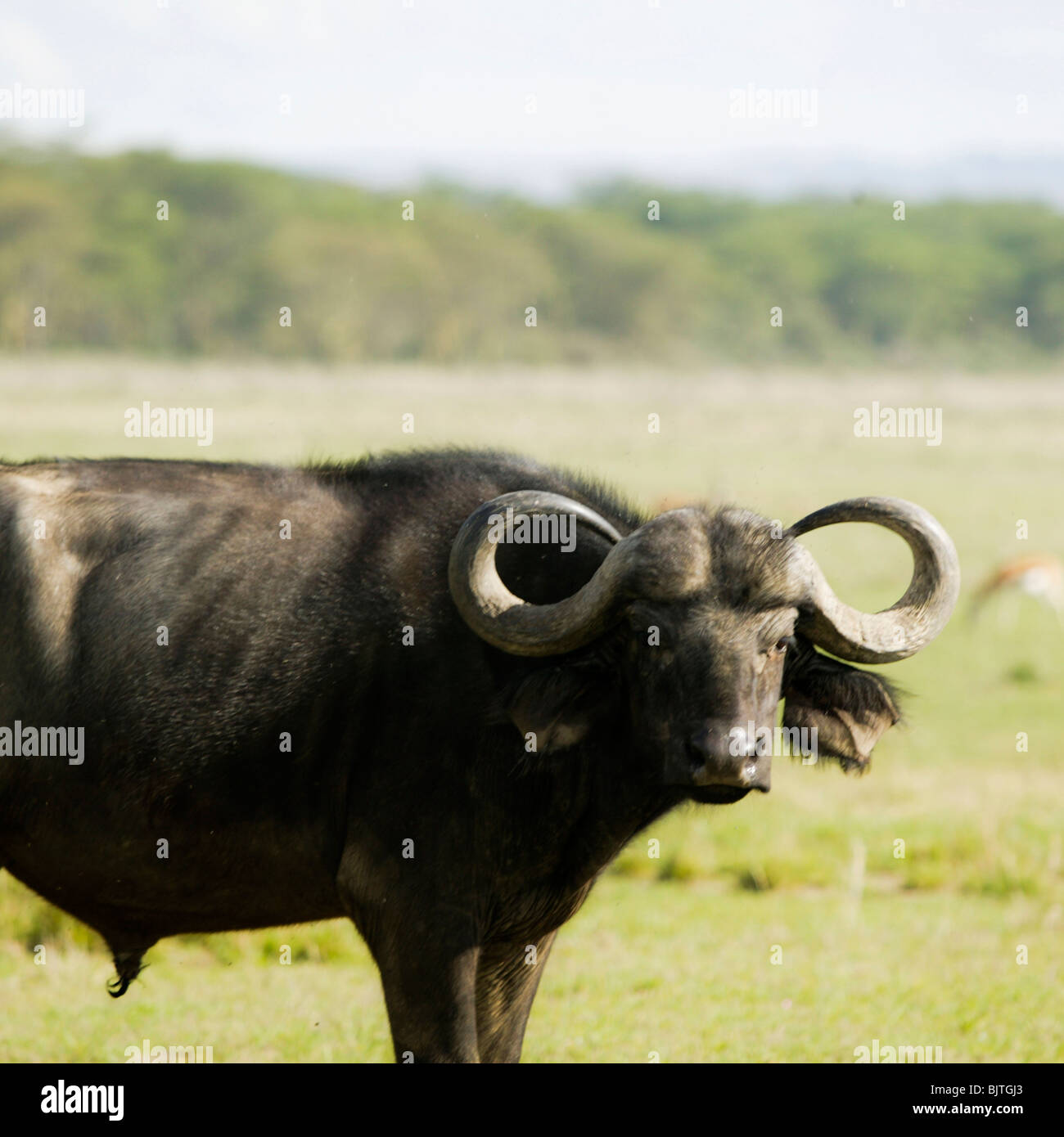 Side of water buffalo hi-res stock photography and images - Alamy