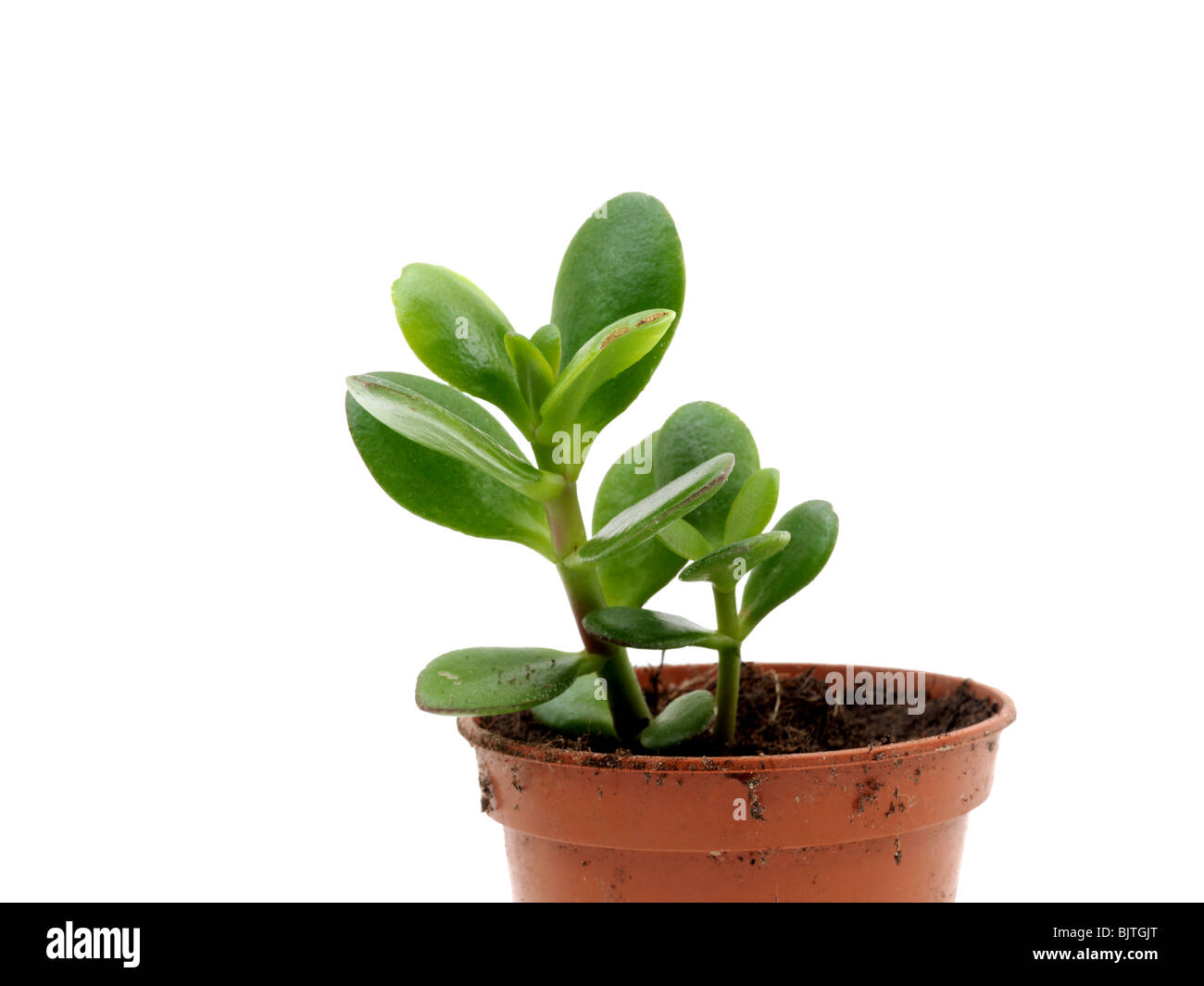 Money Tree Sapling In pot Stock Photo - Alamy