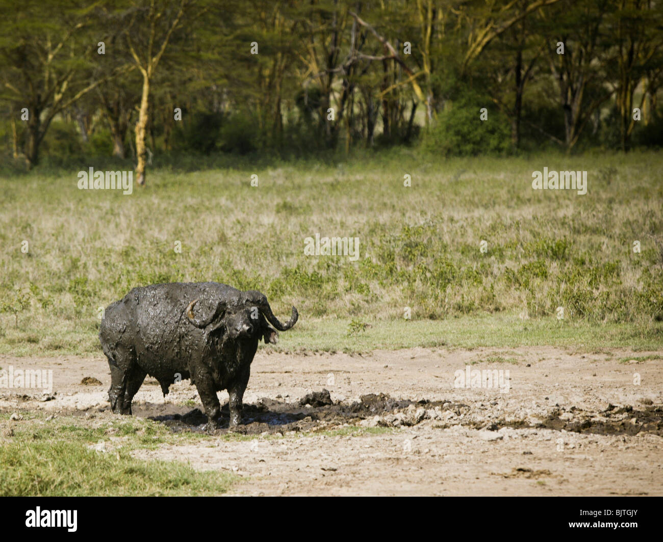 Buffalo mud africa hi-res stock photography and images - Alamy