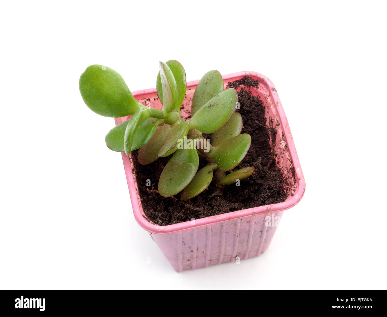 Tree sapling Cut Out Stock Images & Pictures - Alamy