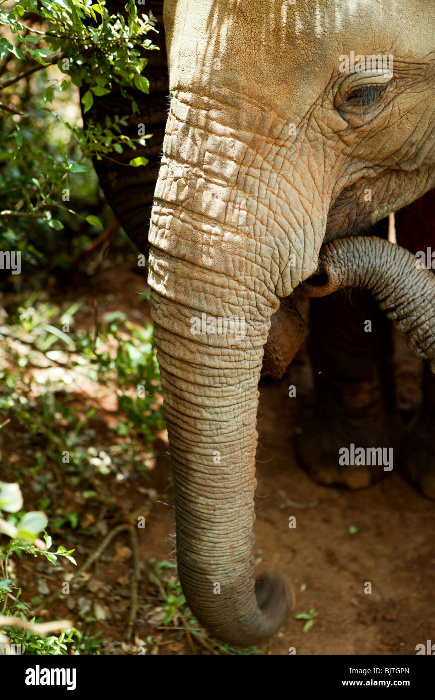 Elephants in Kenya, Africa Stock Photo - Alamy