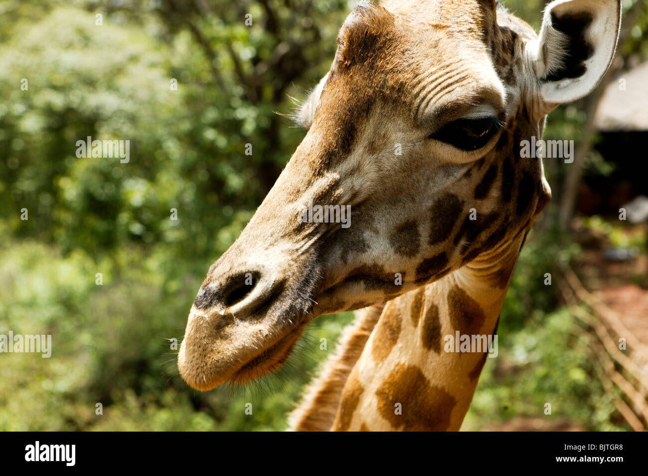 Side looking giraffe hi-res stock photography and images - Alamy