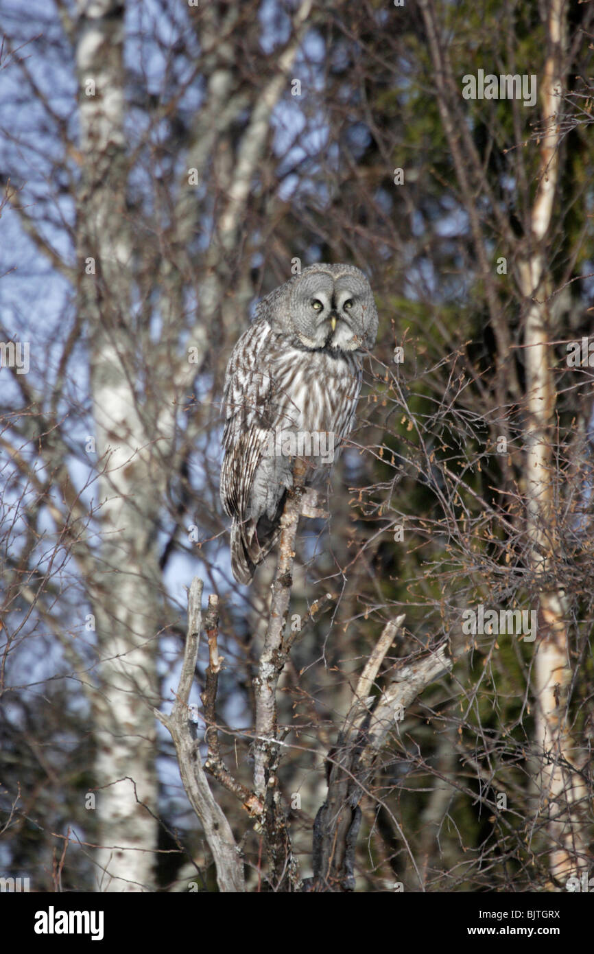 Perched in a birch tree hi-res stock photography and images - Alamy
