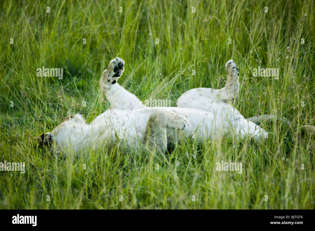Lion rolling in grass hi-res stock photography and images - Alamy