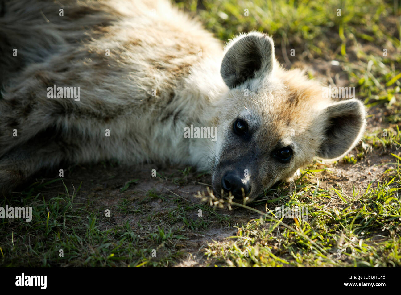 Hyena laying on the ground, Africa Stock Photo - Alamy