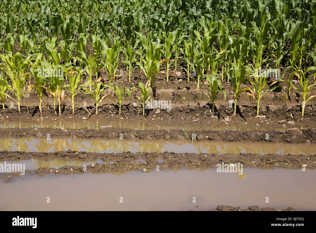 Too much rain field hi-res stock photography and images - Alamy