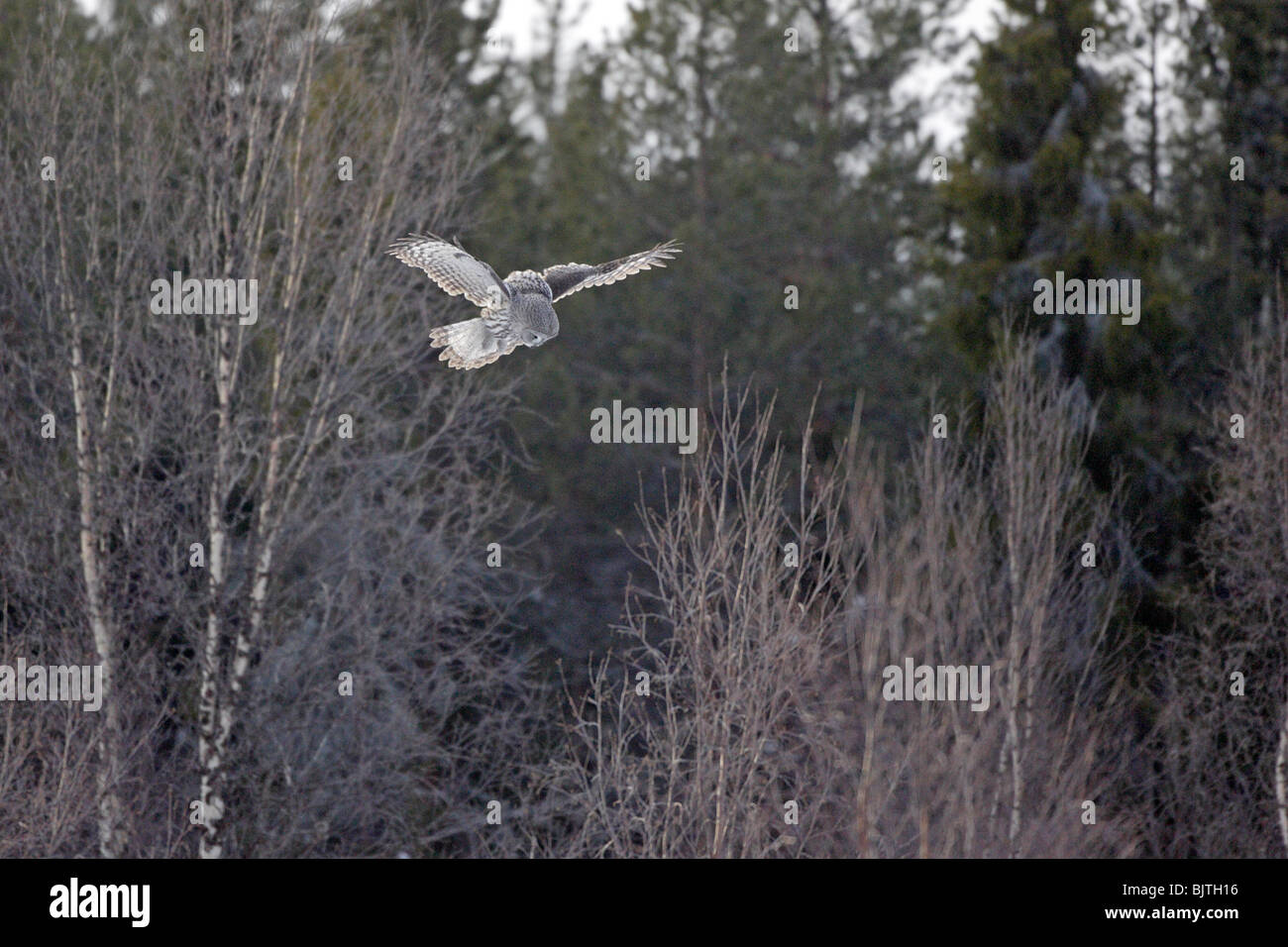 Great Grey owl hunting Stock Photo - Alamy