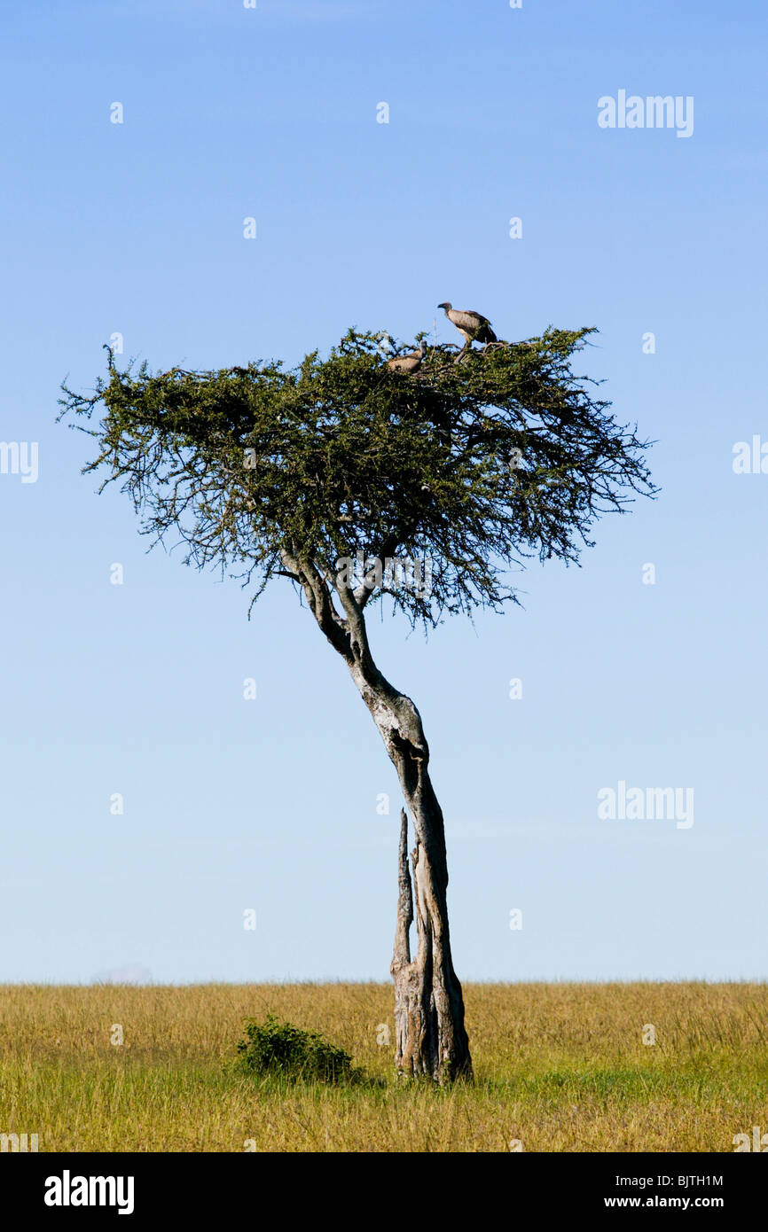 Acacia tree africa hi-res stock photography and images - Alamy