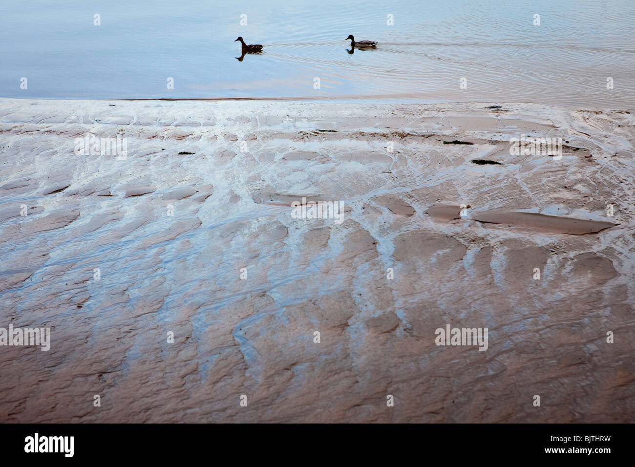 Ducks at low tide, Salcombe estuary, South Devon Stock Photo - Alamy
