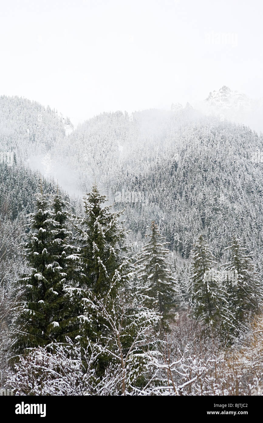 Trees covered of snow hi-res stock photography and images - Alamy