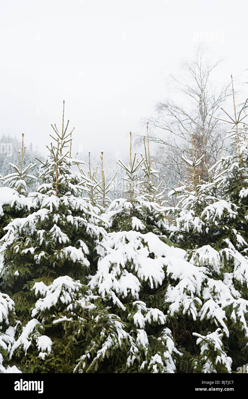 Trees covered in snow Stock Photo - Alamy