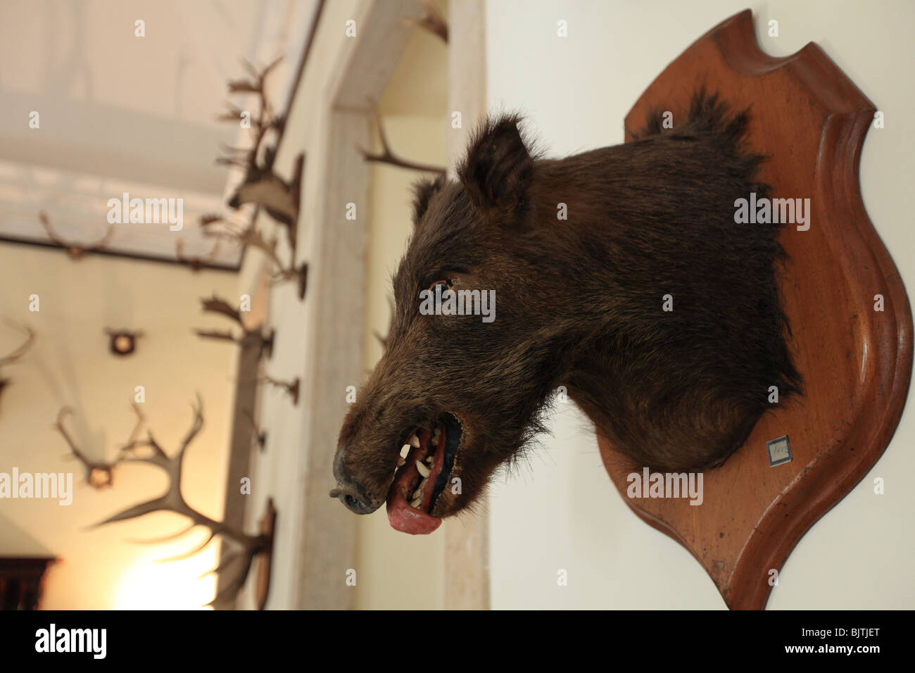 Boar Trophy hanging in Trophy Room Stock Photo - Alamy
