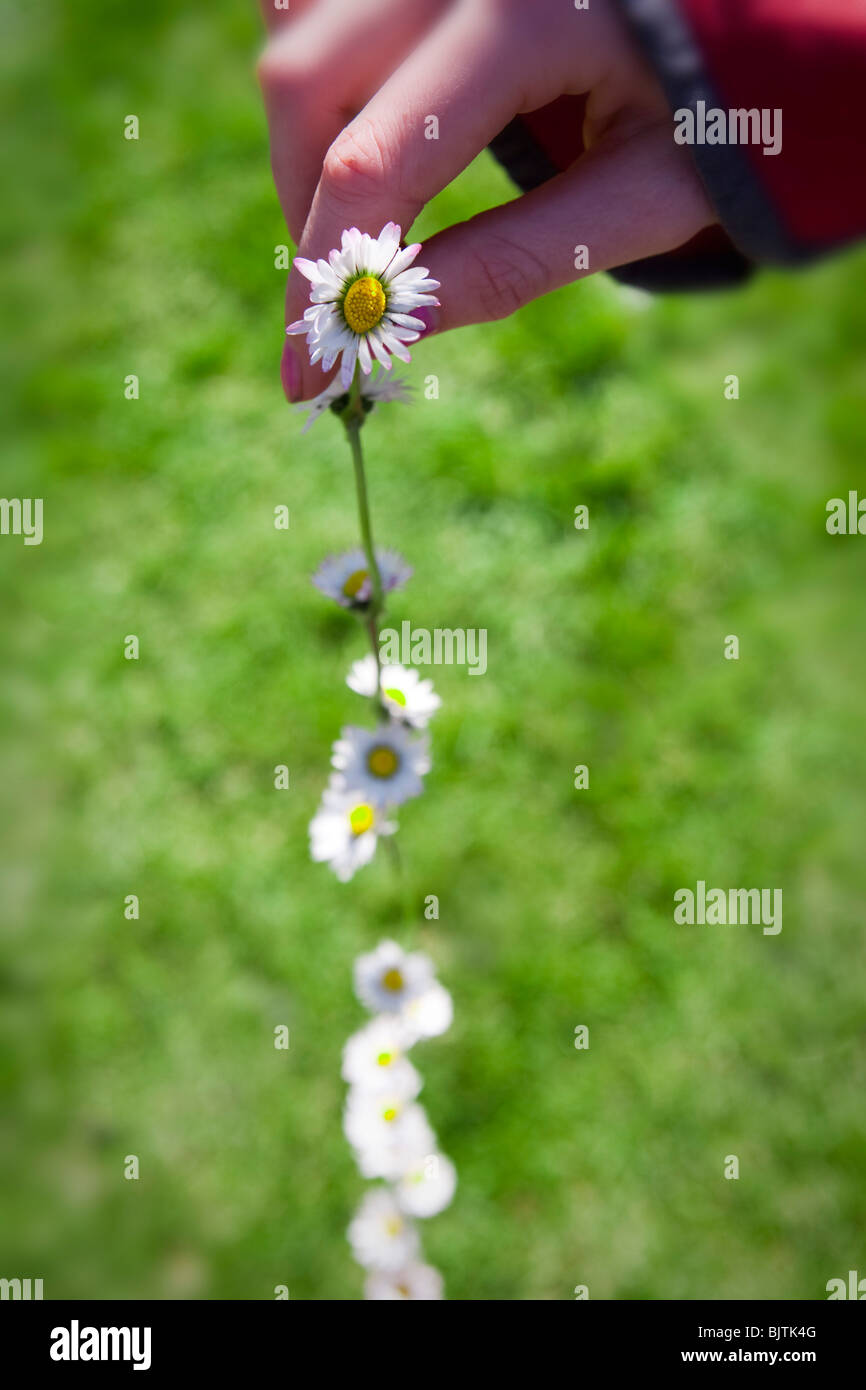 Daisy chain hi-res stock photography and images - Alamy