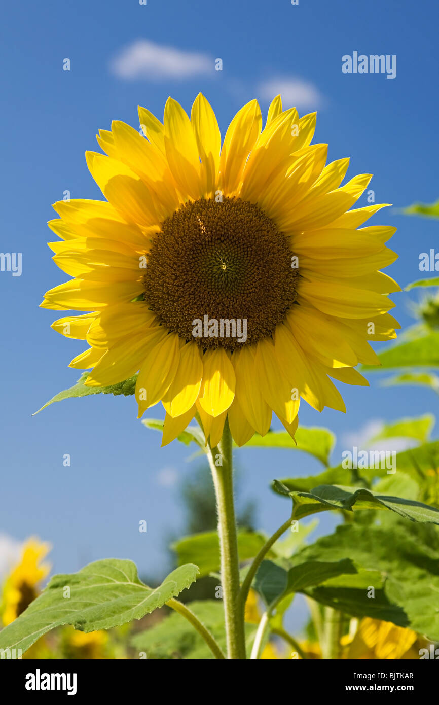 Sunflower Light High Resolution Stock Photography and Images - Alamy