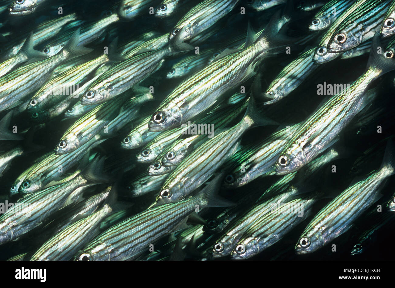 Black striped Salima. Xenocys Jessiae. Large shoal underwater in the ...