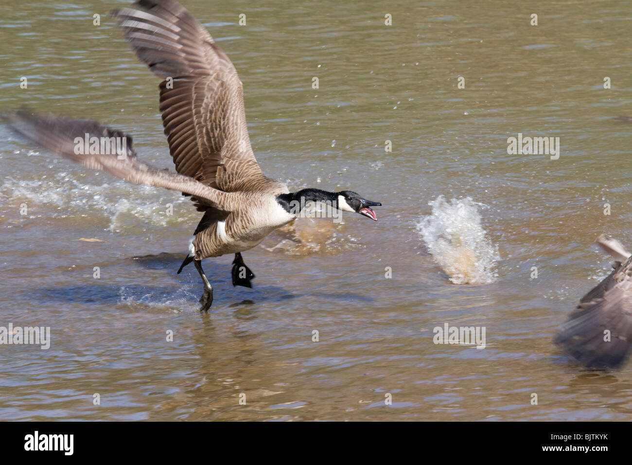 The Canada goose (Branta canadensis) attacking, Georgia, USA Stock ...