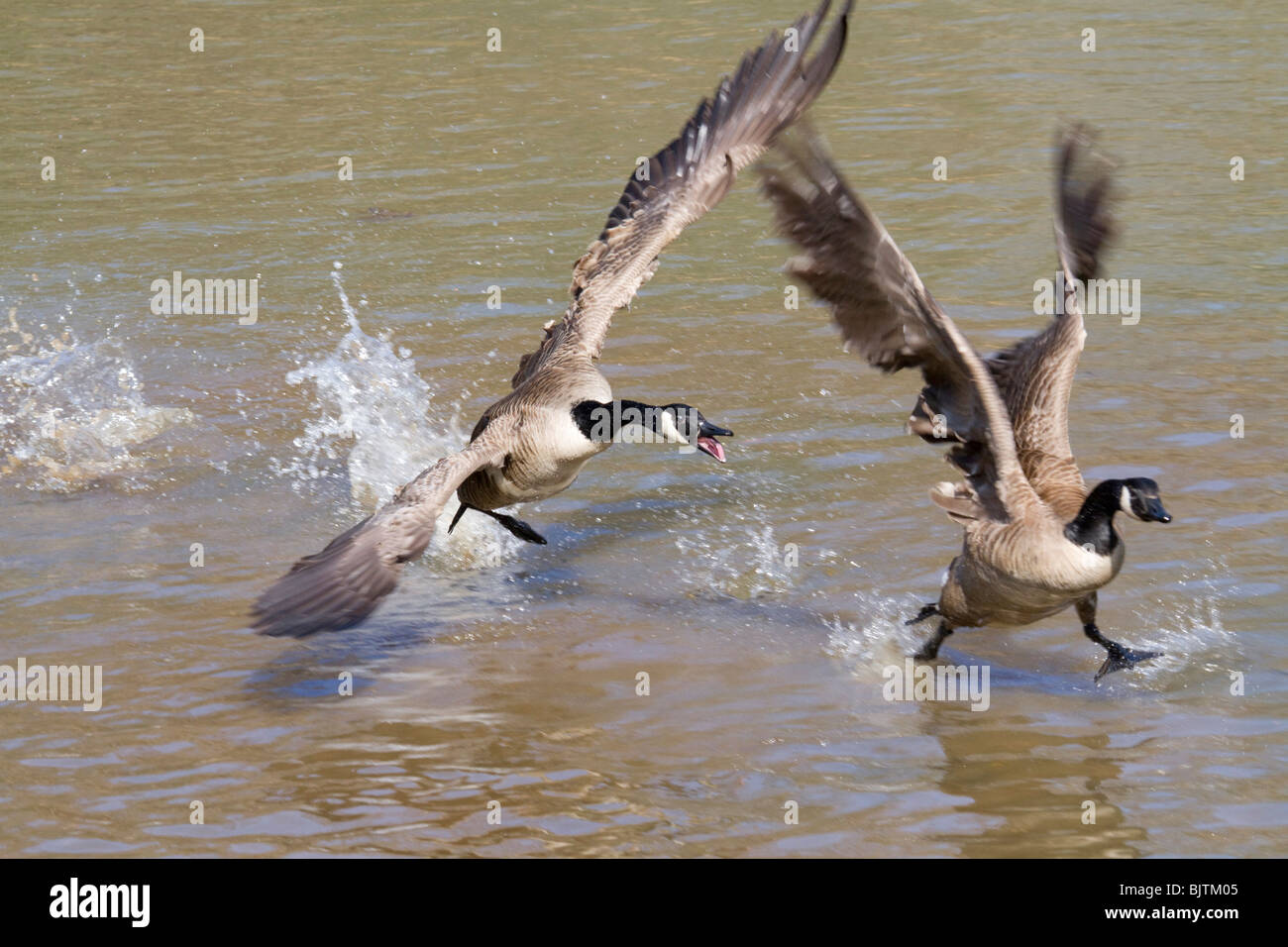 Canada Goose Chasing High Resolution Stock Photography and Images - Alamy