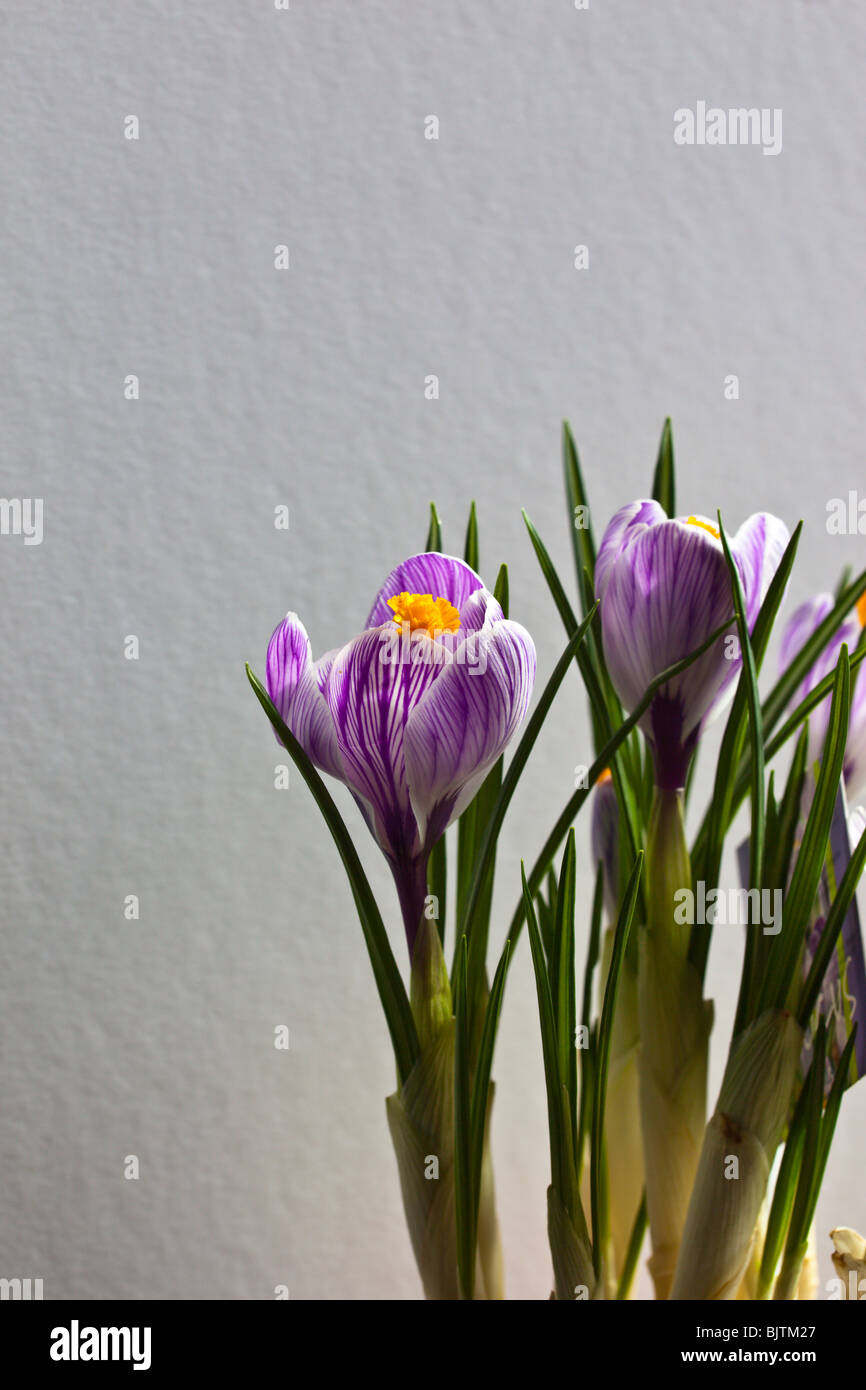 Potted purple crocus plant on mottled white background. Charles Lupica ...