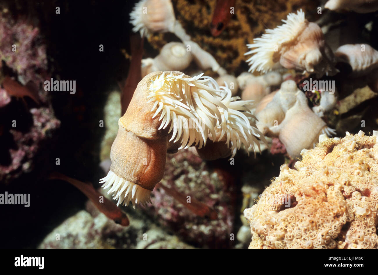 Colonial Sea Anemone. Amphianthus. Underwater off the Galapagos Islands ...