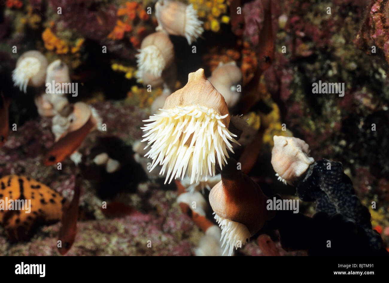 Colonial sea anemone hi-res stock photography and images - Alamy