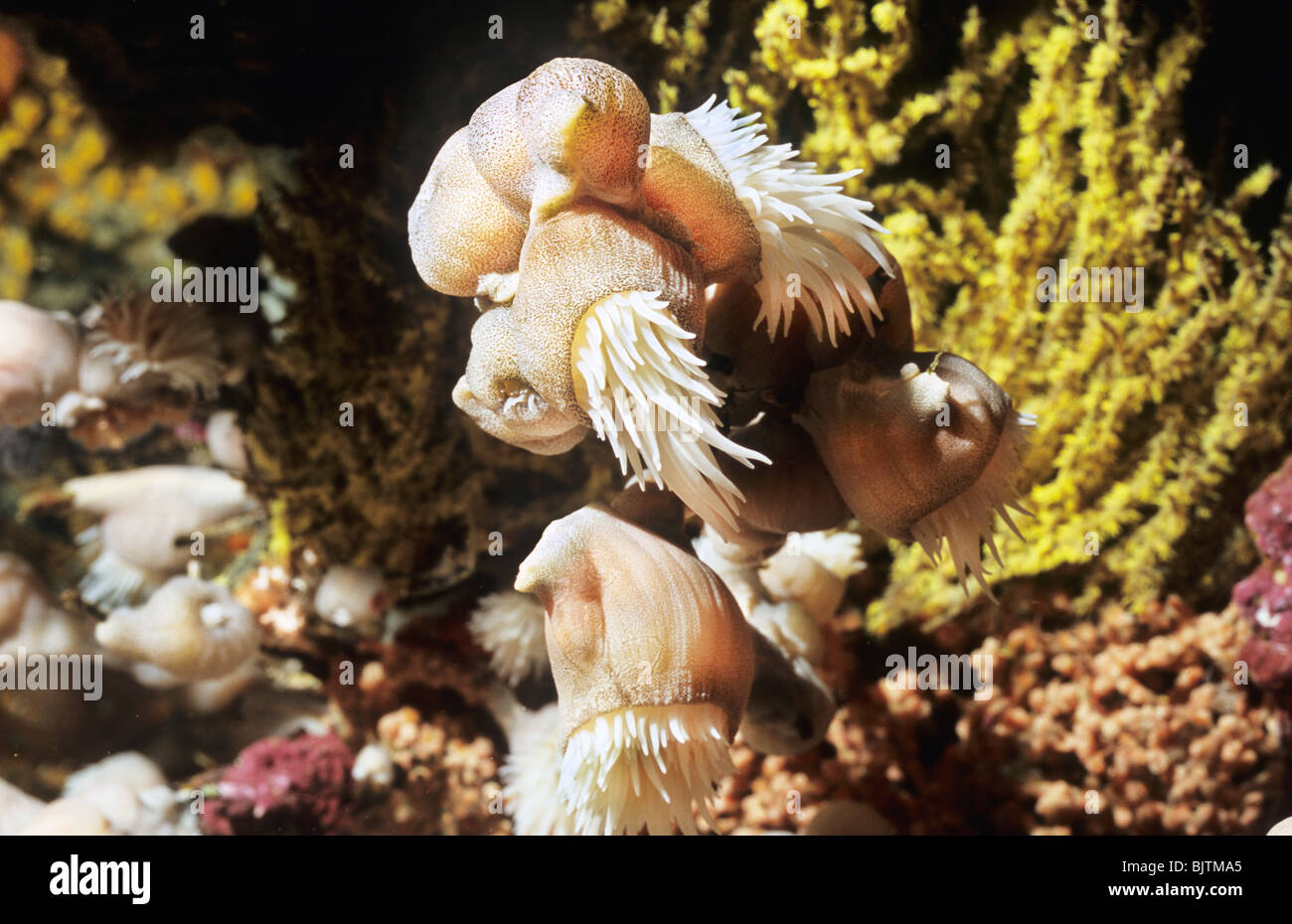 Colonial Sea Anemone. Amphianthus. Underwater off the Galapagos Islands ...