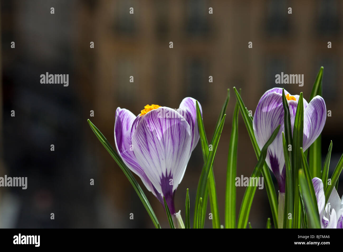Potted crocus hi-res stock photography and images - Alamy