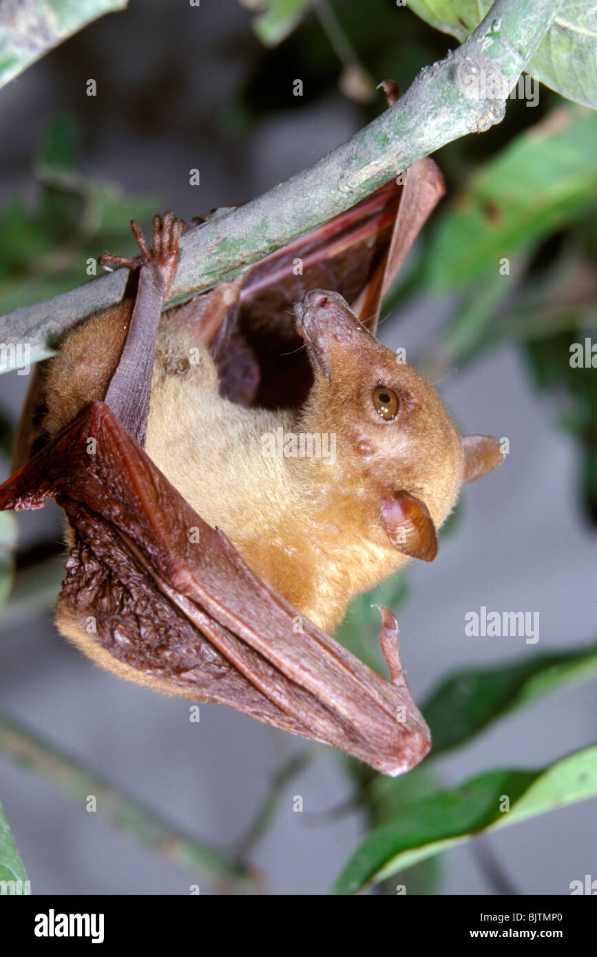 the long-tongued fruit bat (Macroglossus sobrinus Stock Photo - Alamy