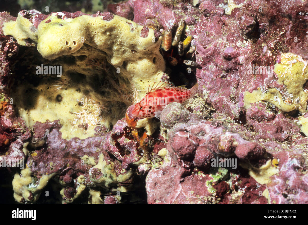 Hawkfish Galapagos High Resolution Stock Photography and Images - Alamy