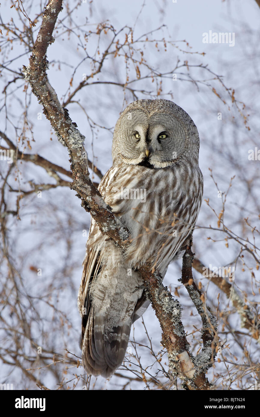 Perched in a birch tree hi-res stock photography and images - Alamy