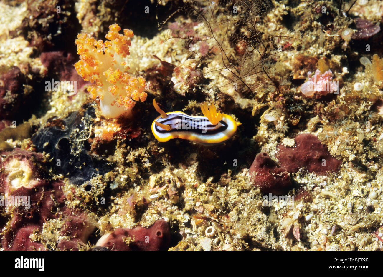 Sea Slug. Nudibranch. Chromodoris Magnifica. Underwater marine life of ...