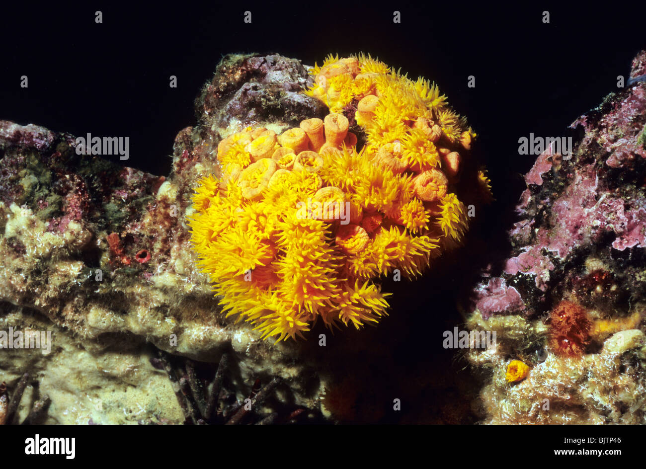 Orange cup coral tubastraea coccinea hi-res stock photography and ...