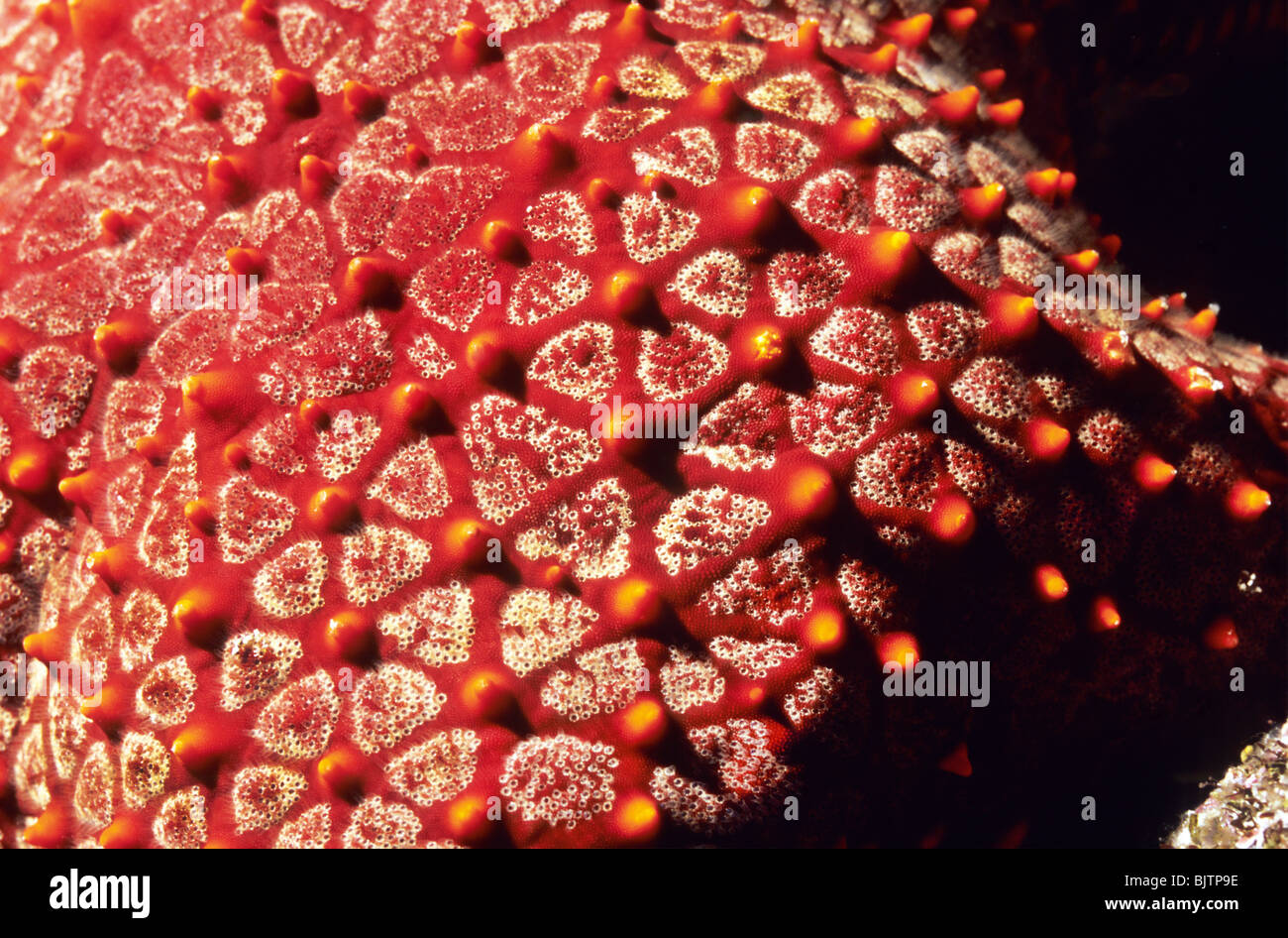 Panamic Cushion Star. Pentacerasta Cummingi. Sea Star. Gulf Star ...