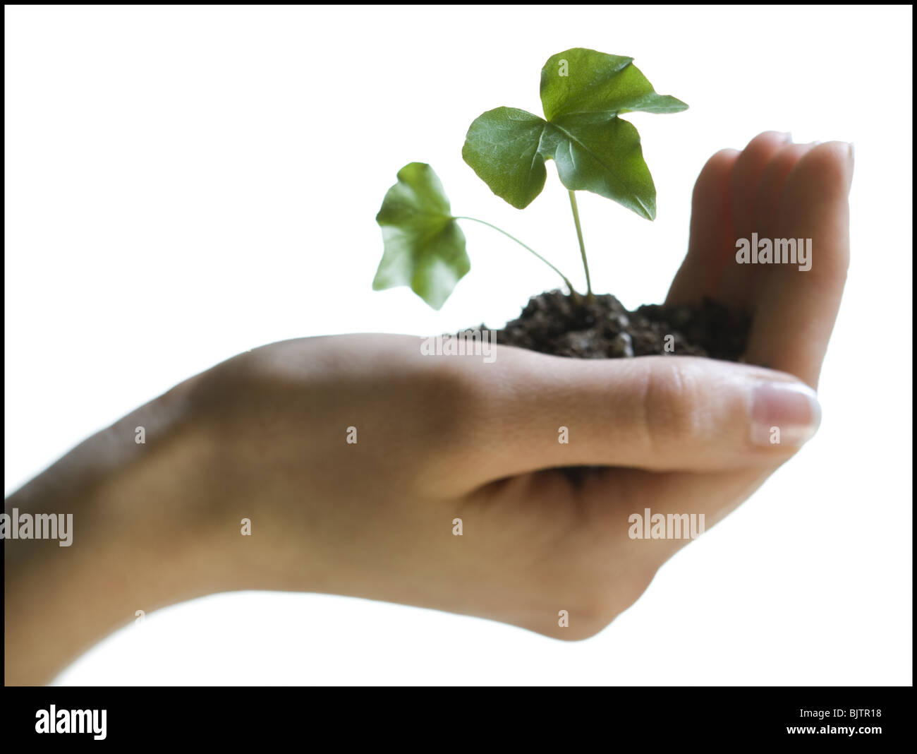 Hand holding seedling Stock Photo - Alamy