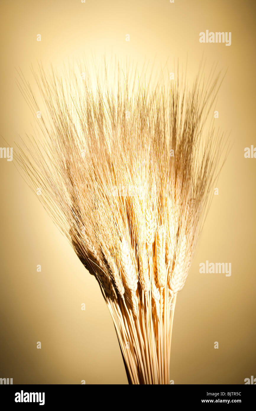 Strands of wheat Stock Photo - Alamy