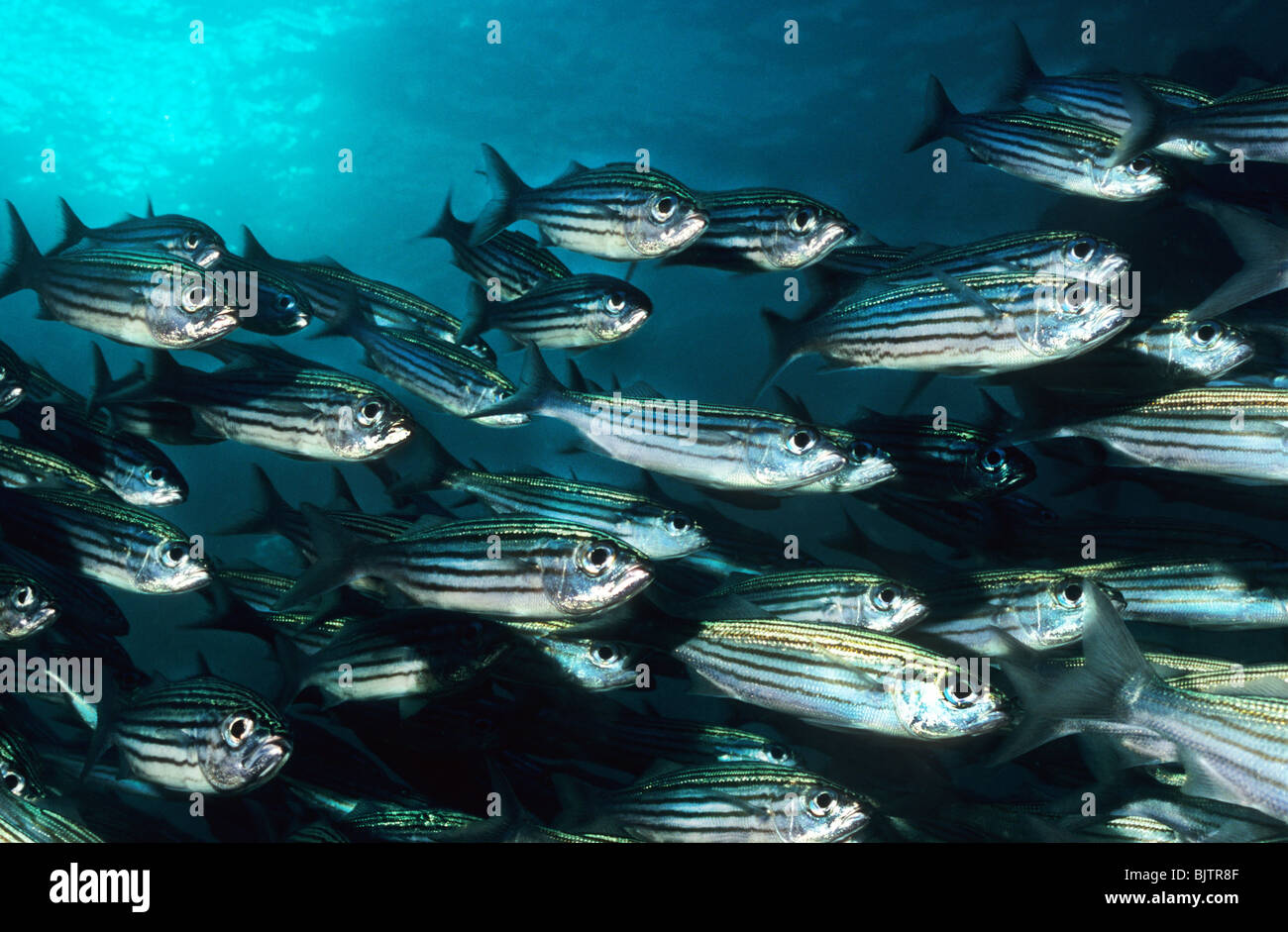 Black striped Salima. Xenocys Jessiae. Large shoal underwater in the ...