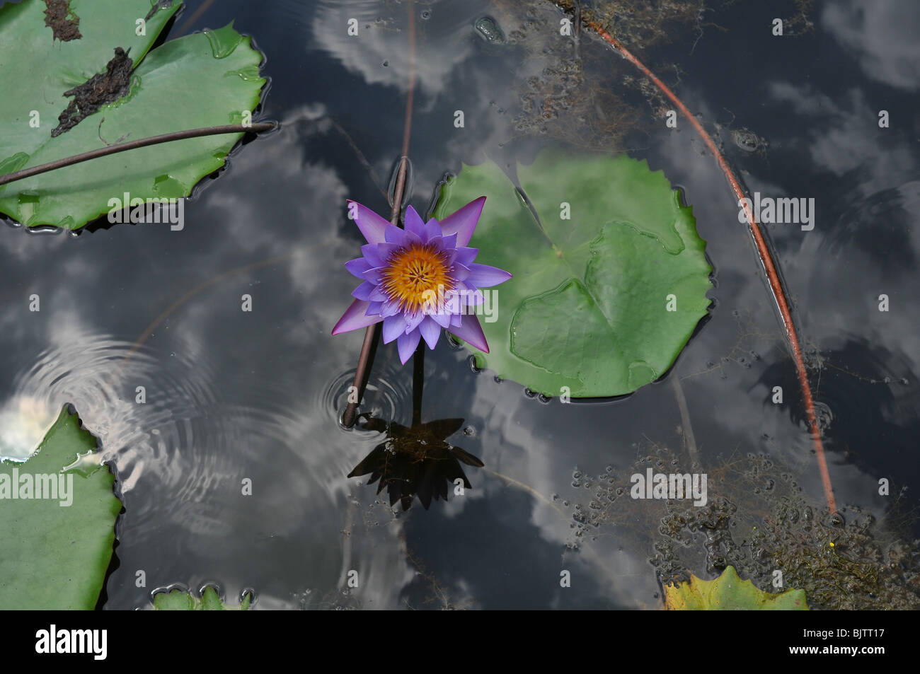 Lotus reflection in water hi-res stock photography and images - Alamy