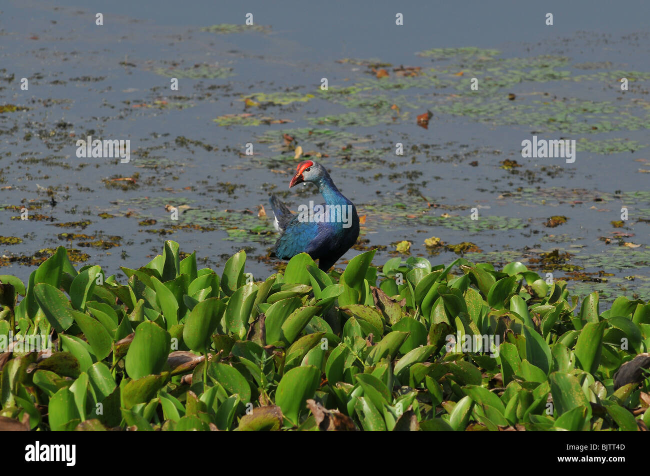 Blue bird with lake in the background Stock Photo - Alamy