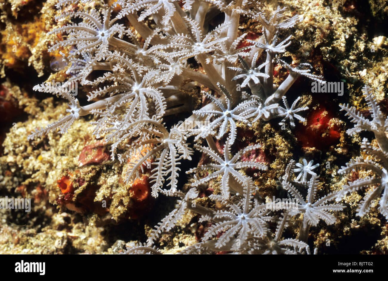 Tree Fern Coral. Underwater marine life, underwater off the Galapagos ...